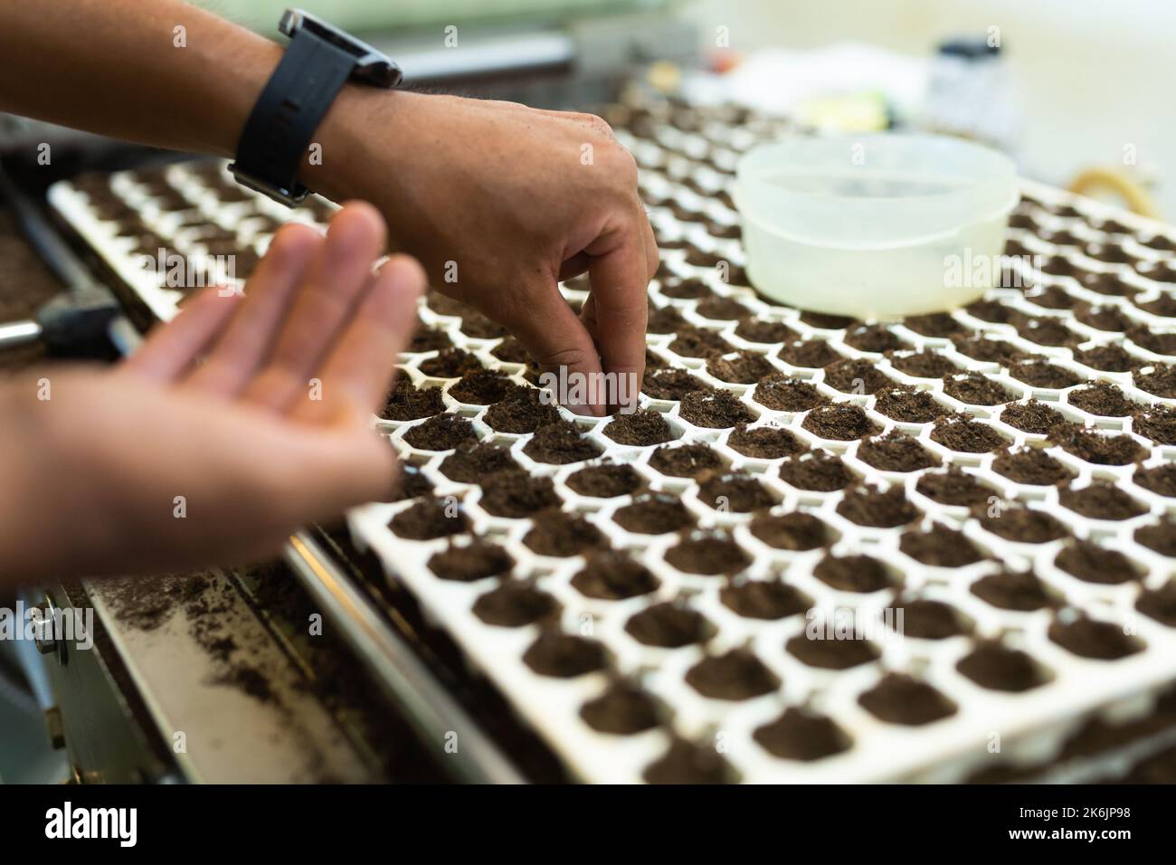 Processing and preparation of vegetable seed hi-res stock photography ...