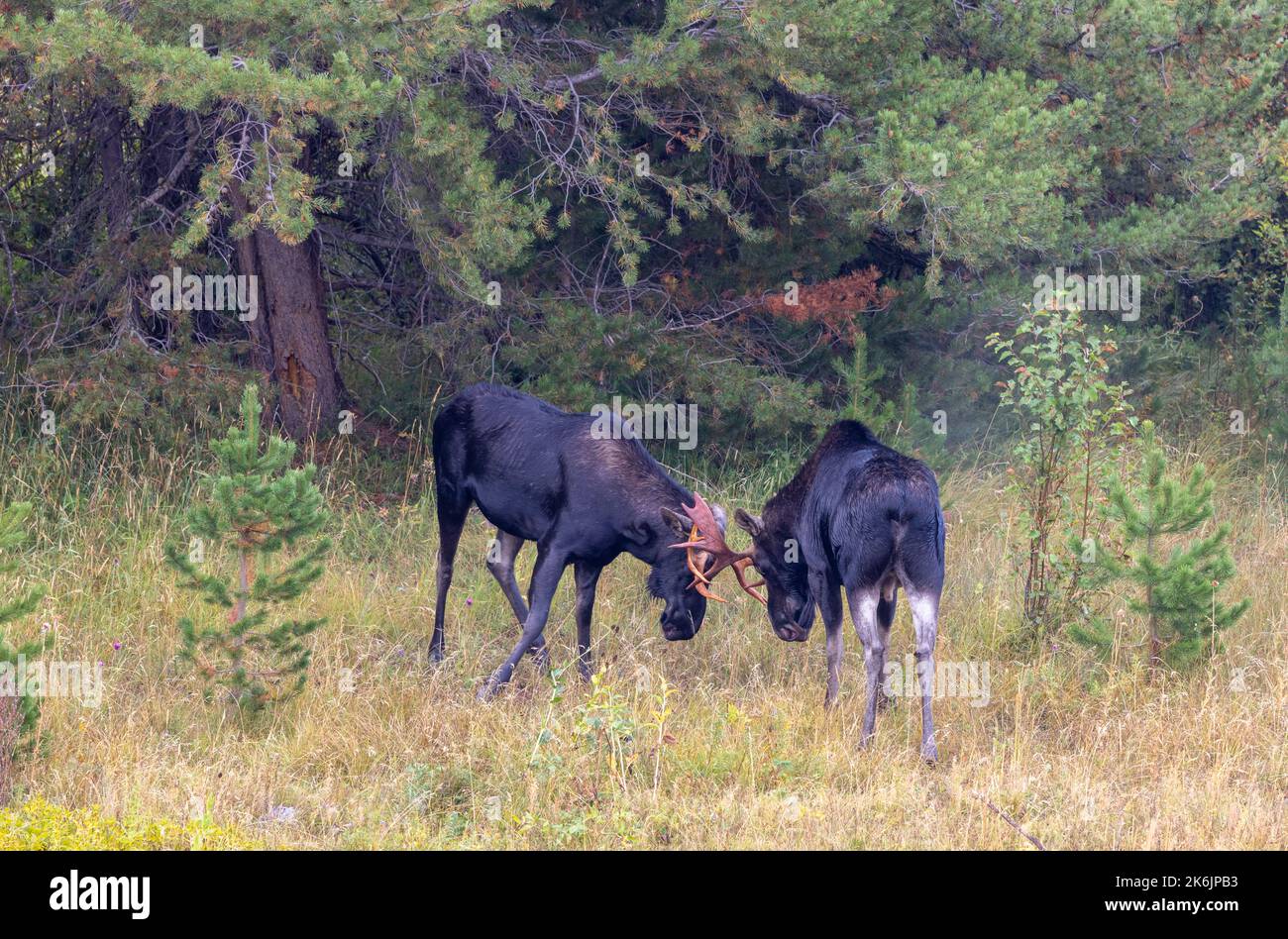 Bull moose fighting grand teton hi-res stock photography and images - Alamy