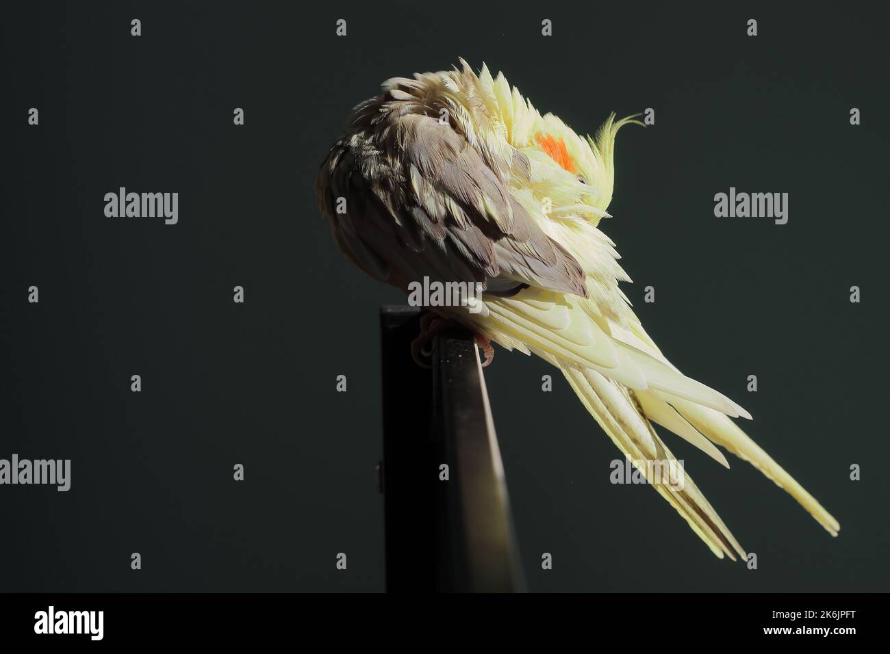 Corella parrot cleaning its paws Stock Photo - Alamy
