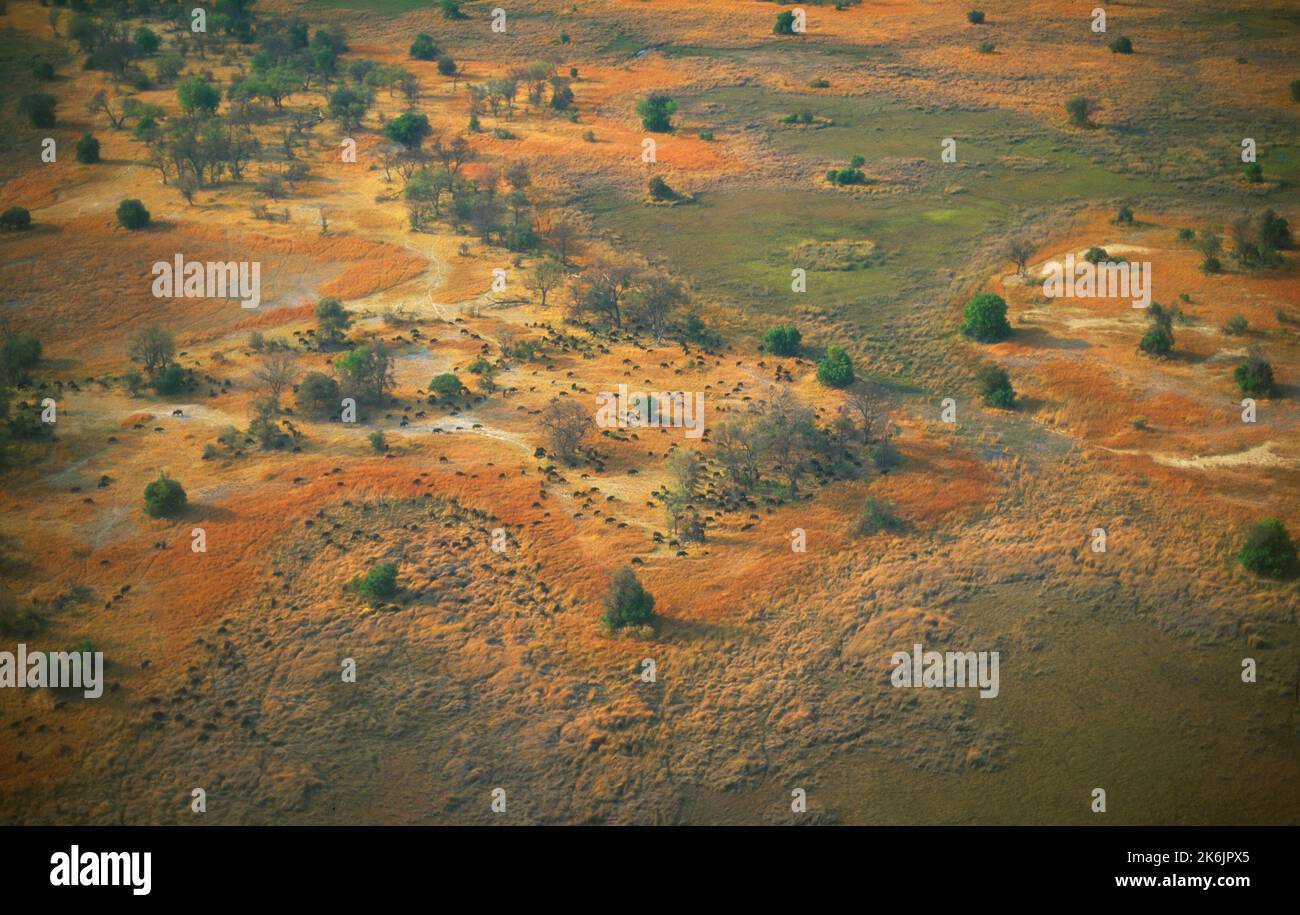 Airshot of the Okavango-Delta swamps in the Kalahari desert with a herd ...