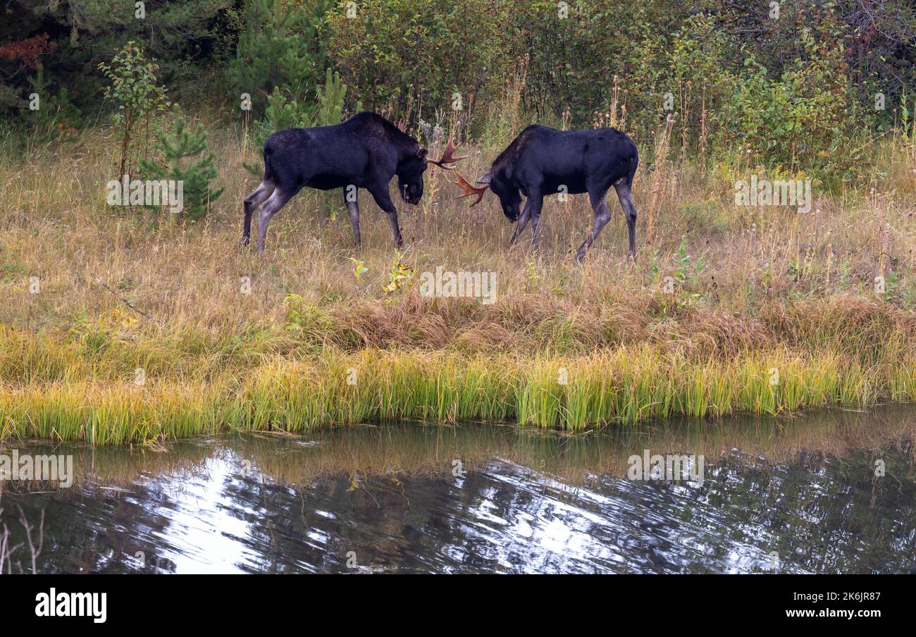 Bull moose fighting grand teton hi-res stock photography and images - Alamy