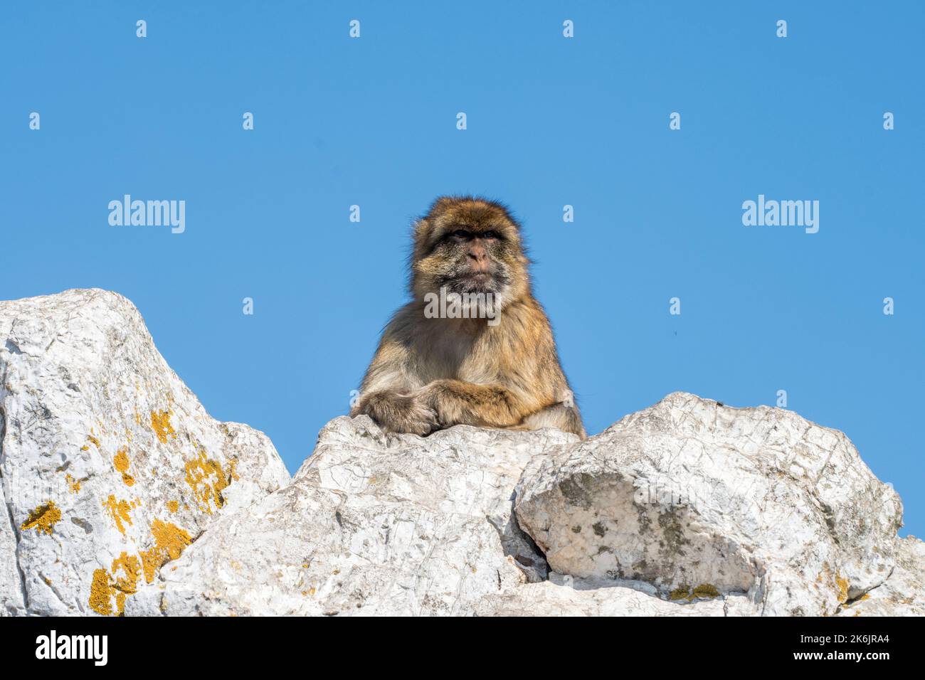 The Rock of Gibraltar - Barbary macaque Stock Photo - Alamy