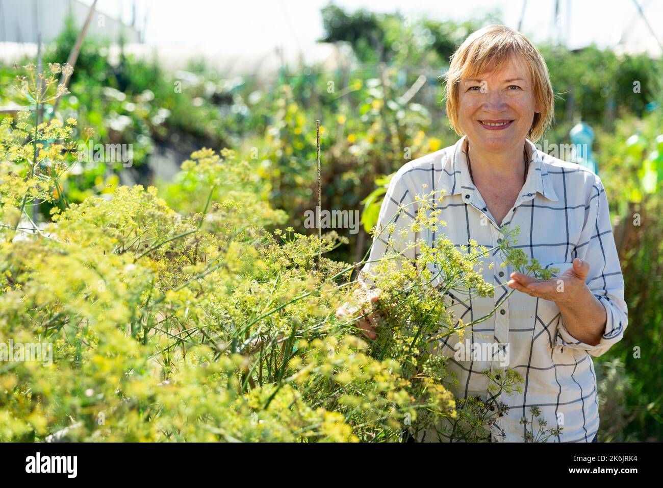 Positive mature woman picking dill in garden Stock Photo - Alamy