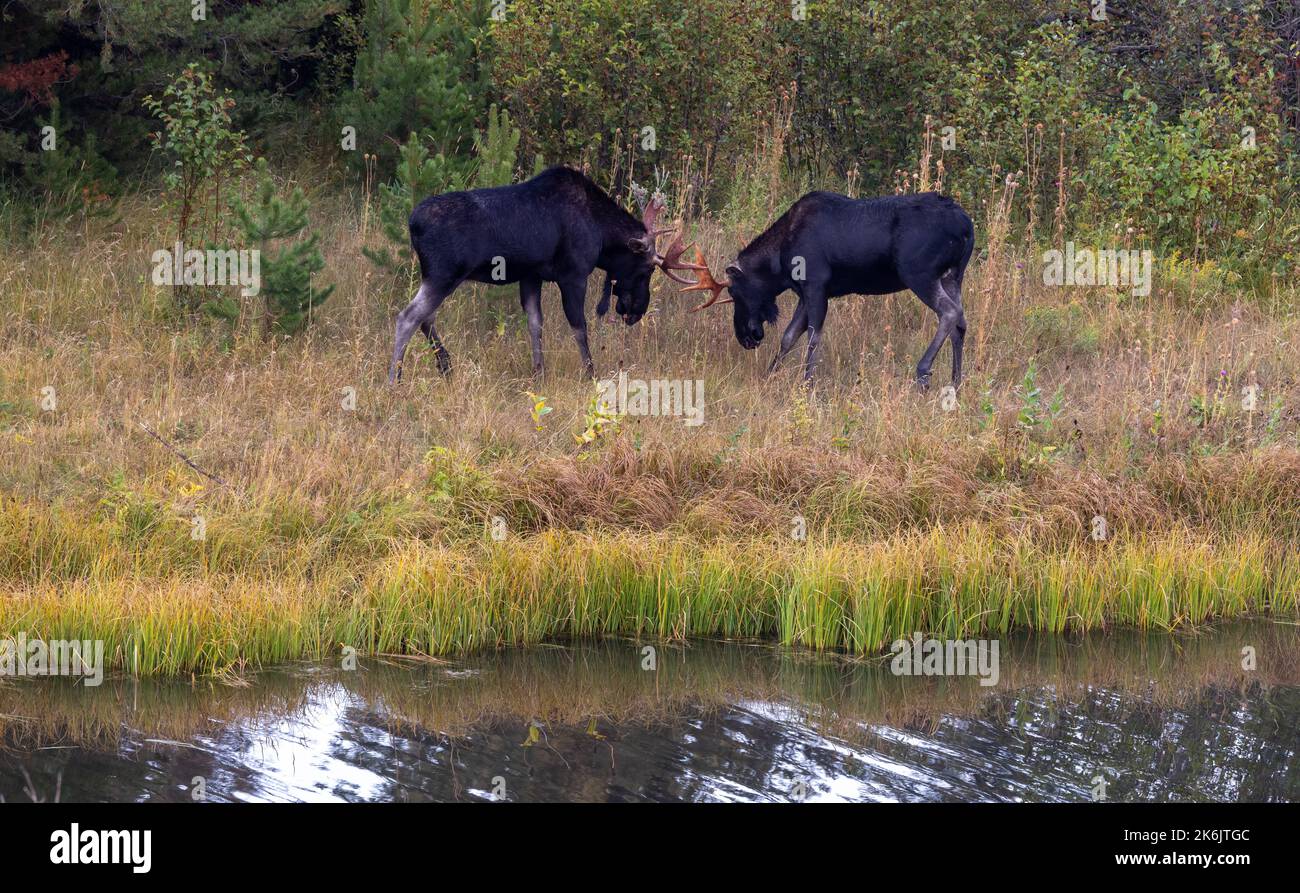 Bull moose fighting grand teton hi-res stock photography and images - Alamy