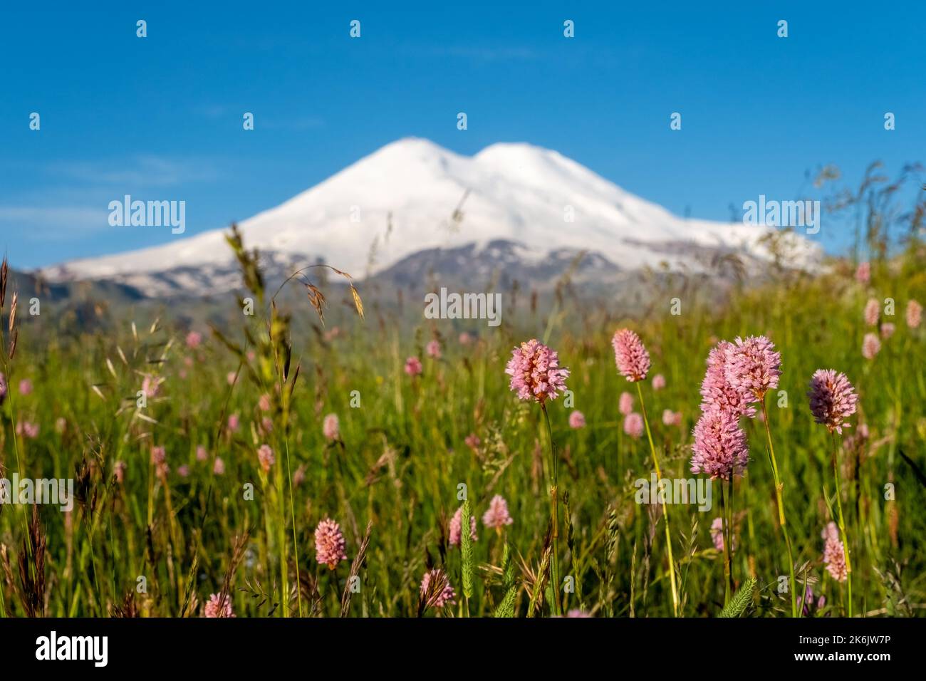 Mount Elbrus and flowers, Caucasus Stock Photo - Alamy