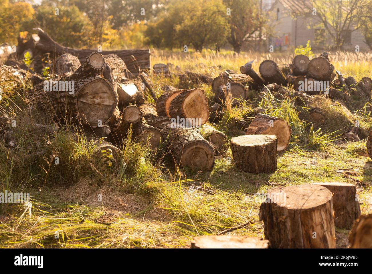 Forest pine and spruce trees. Log trunks pile, the logging timber wood ...