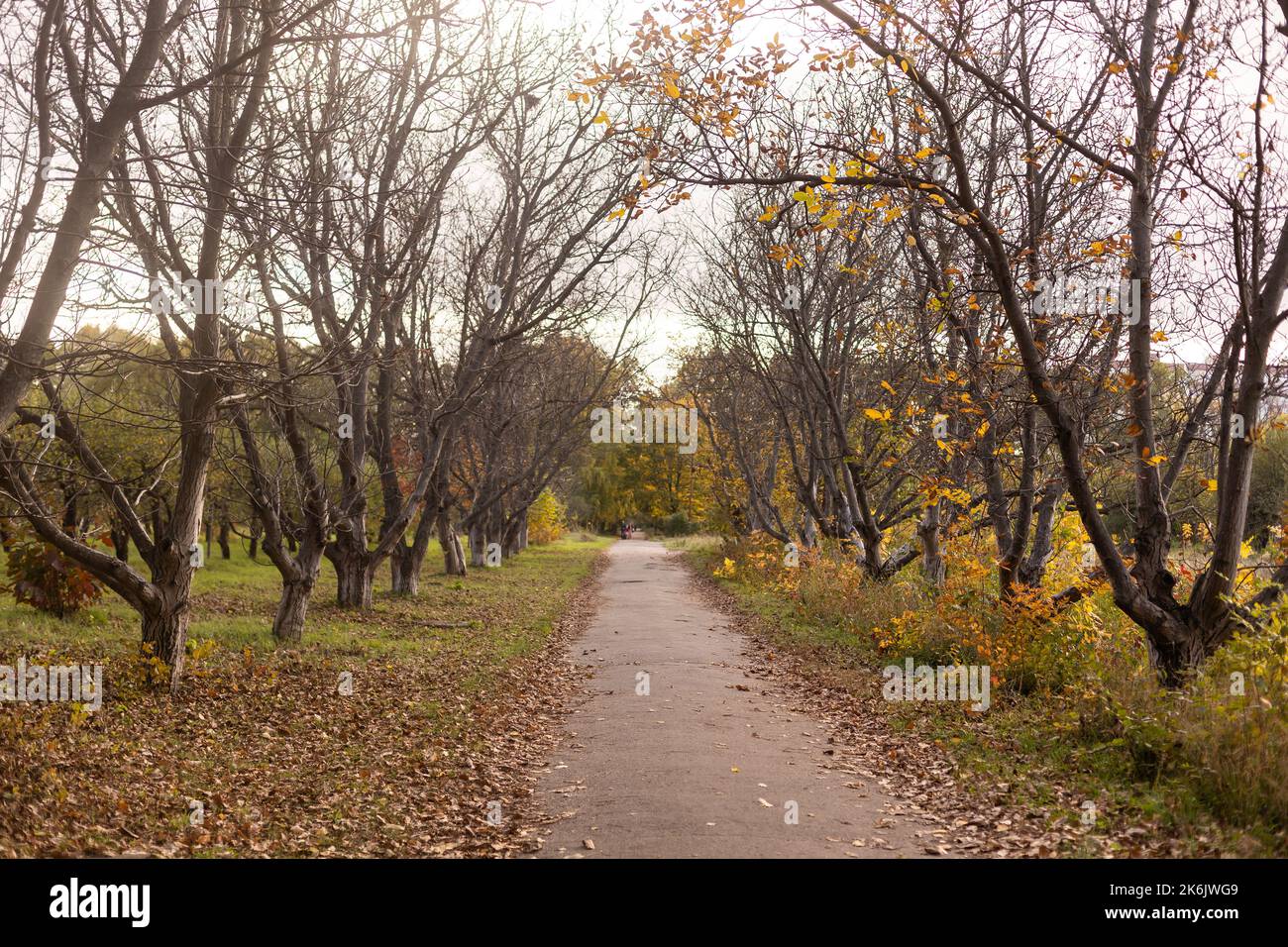Two paths fork forest hi-res stock photography and images - Alamy