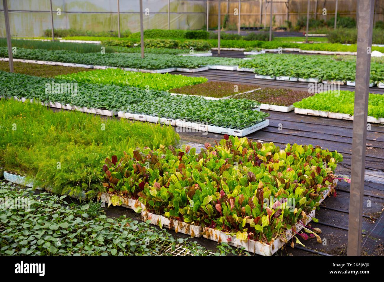 Growing seedlings of vegetables at plant nursery Stock Photo - Alamy