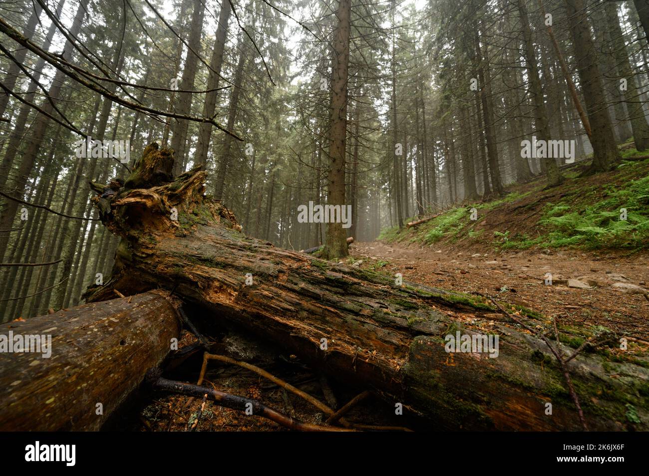 Tall trees of the Carpathian forests, nature reserve in the Carpathians ...