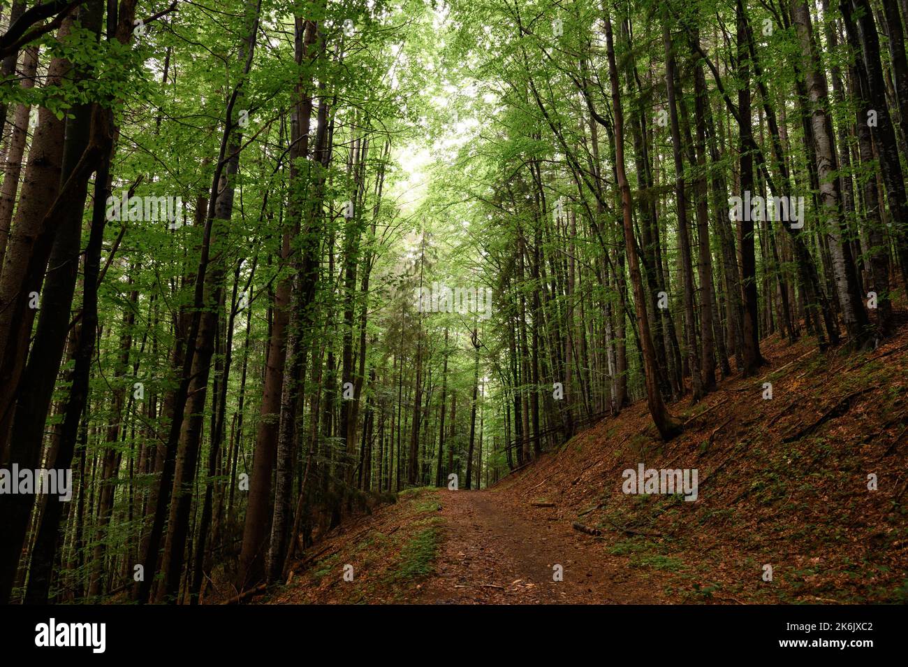 Tall trees of the Carpathian forests, nature reserve in the Carpathians ...