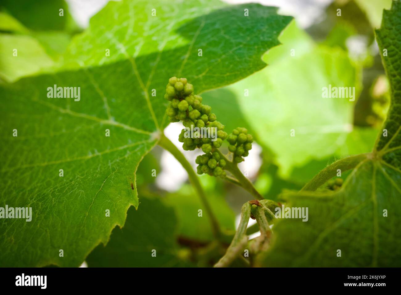 Unripe grapes - a string of green baby grapes growing in spring Stock ...