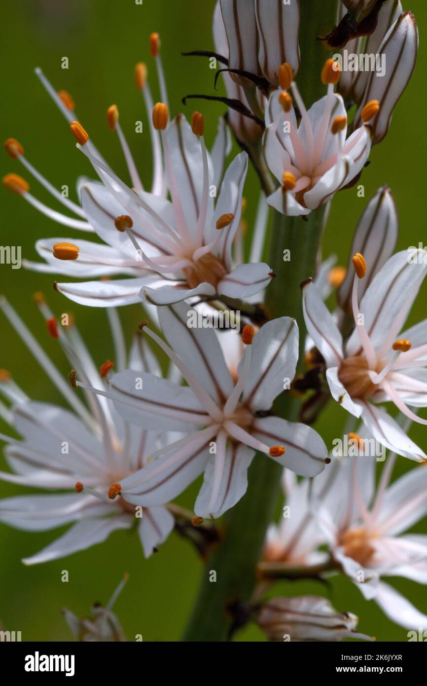Star of bethlehem flowers hi-res stock photography and images - Alamy