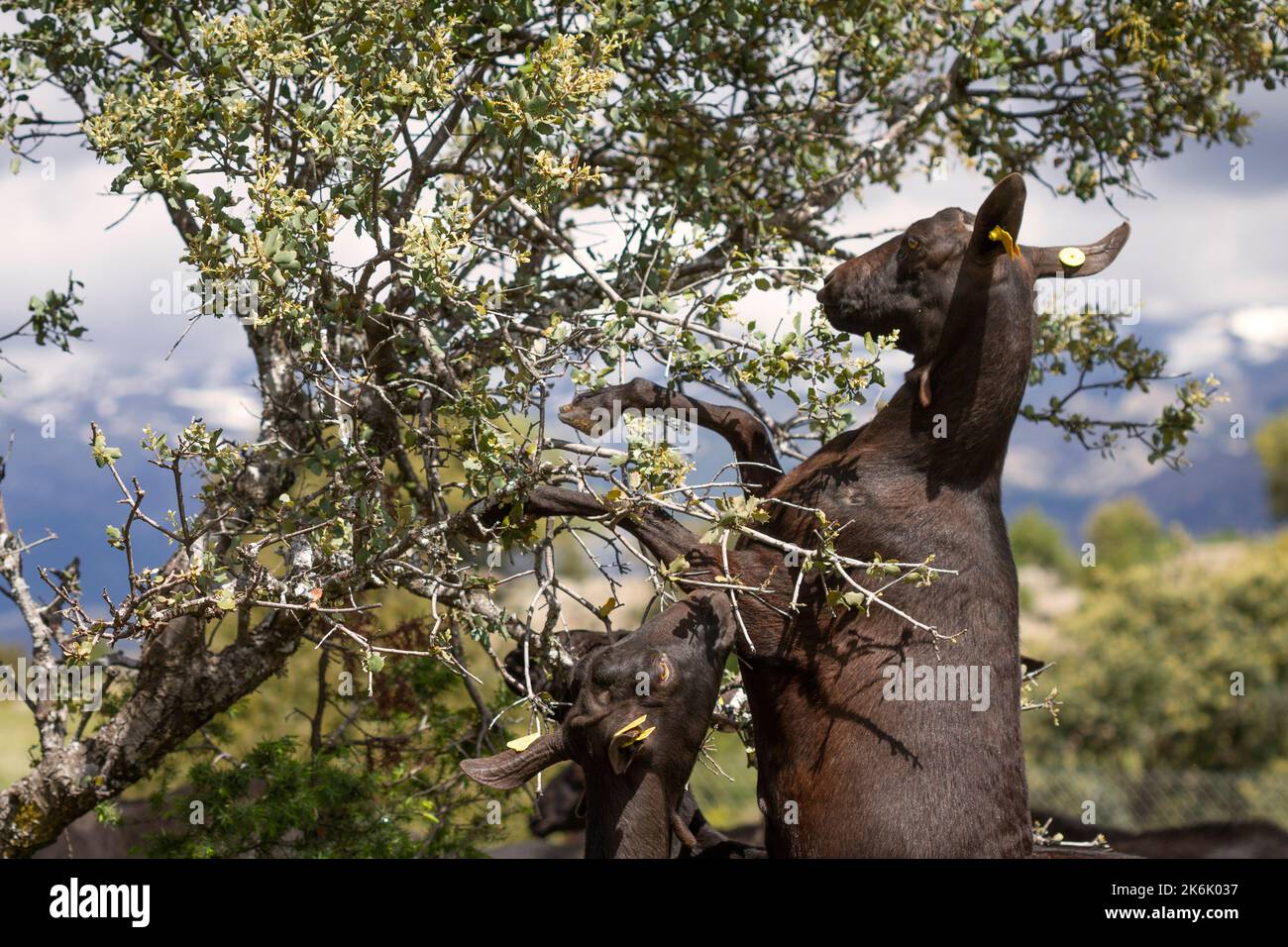 Manchegan sheep hi-res stock photography and images - Alamy