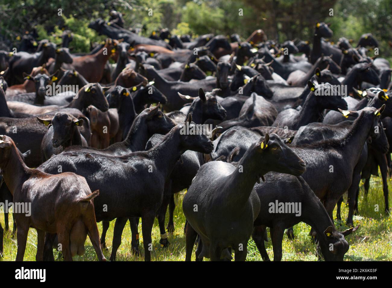 Manchegan sheep hi-res stock photography and images - Alamy