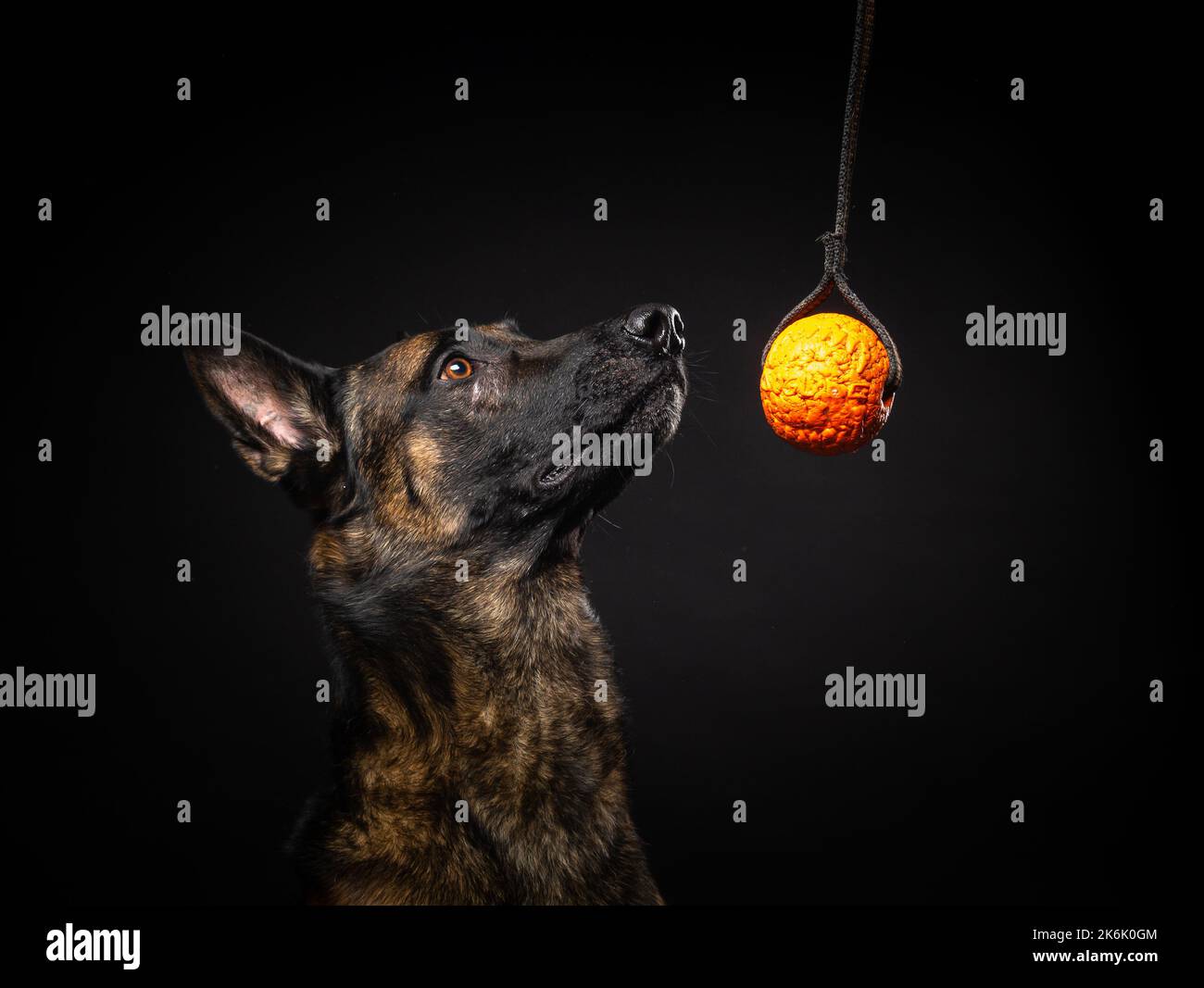Portrait of a Belgian shepherd dog on an isolated black background ...