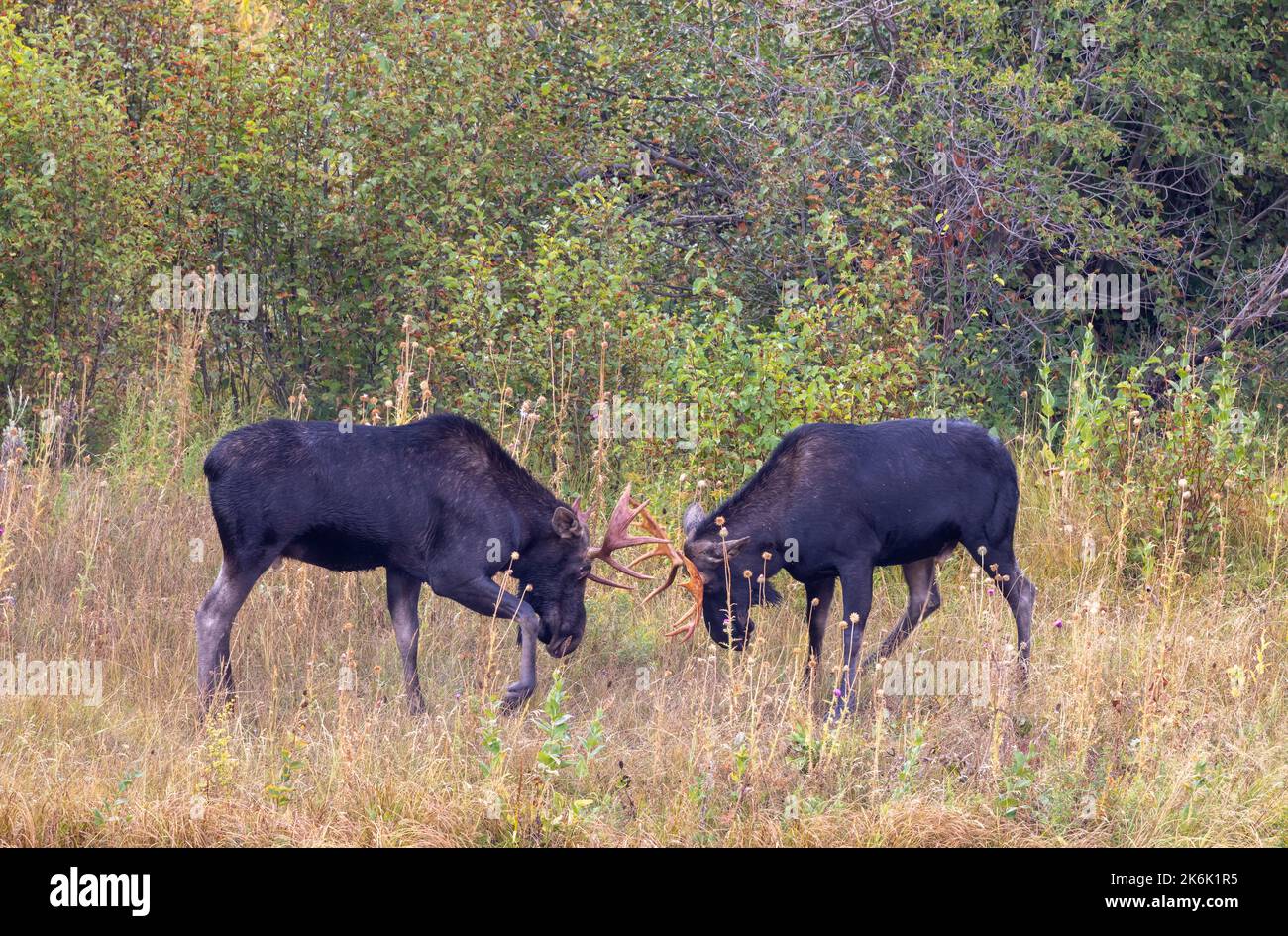 Bull moose fighting grand teton hi-res stock photography and images - Alamy
