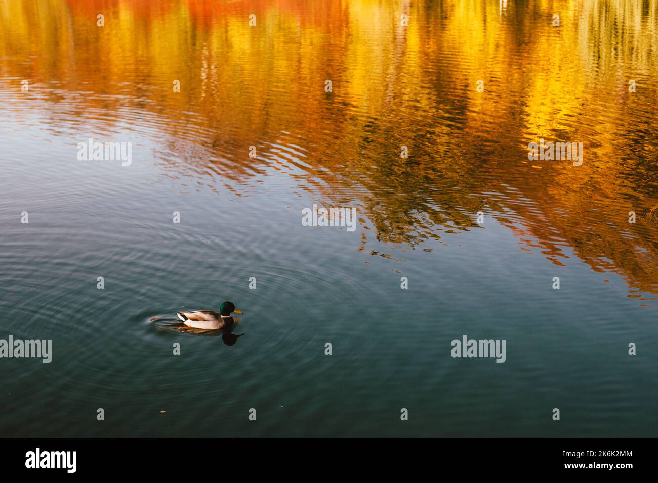 Duck swimming in the lake during sunny weather in autumn Stock Photo ...