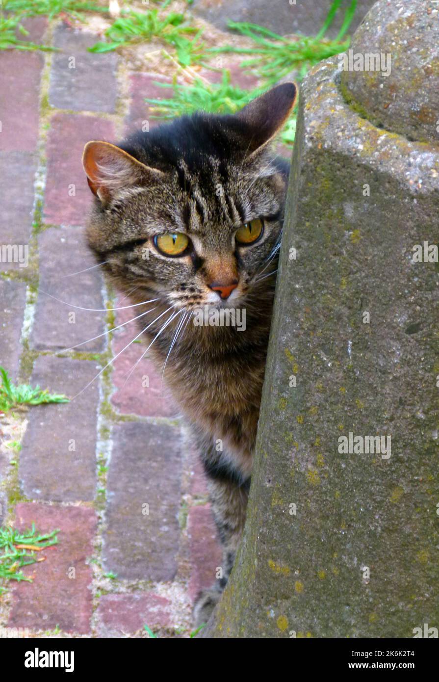 A tabby cat with remarkable yellow eyes sitting behind a stone pole a ...