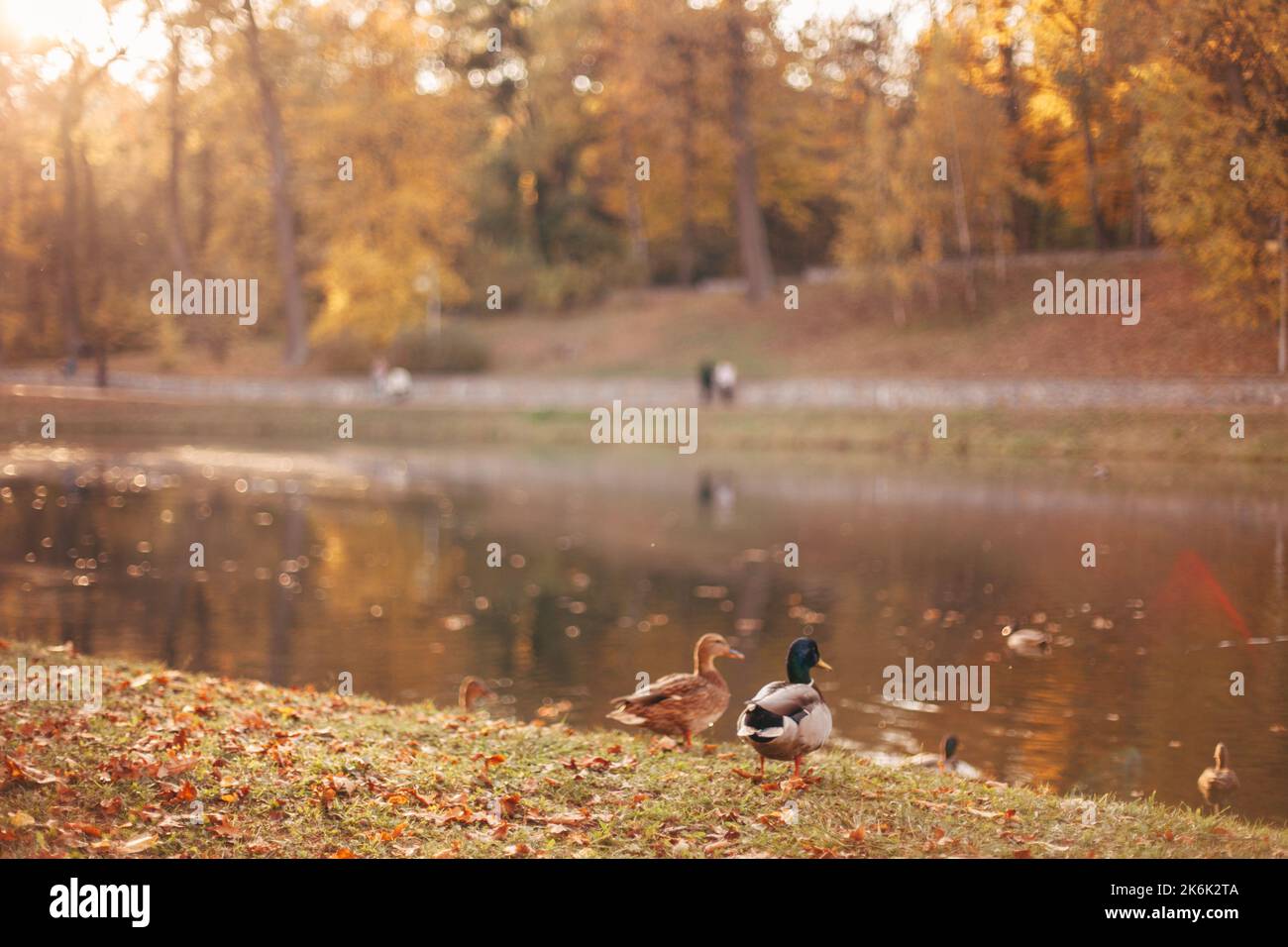 Couple of ducks standing on the lakeshore by the lake in park during ...
