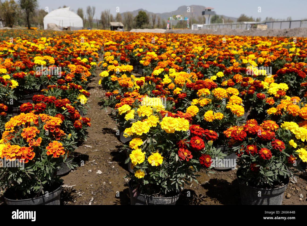 Mexico City, Mexico. 13th Oct, 2022. October 13, 2022, Mexico City ...