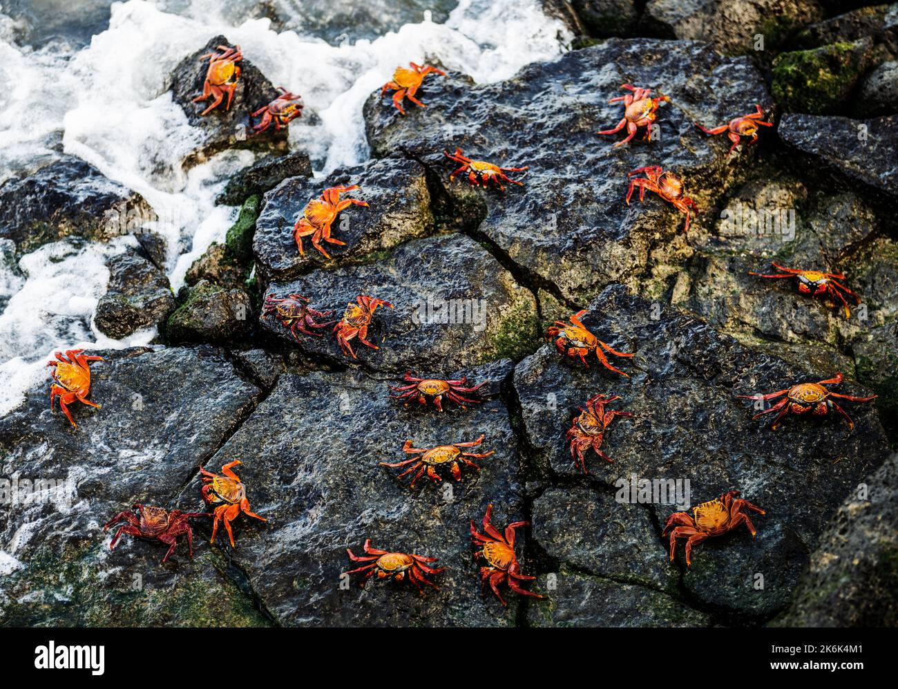 Sally lightfoot crabs, Santa Cruz island, Galapagos islands, Ecuador ...