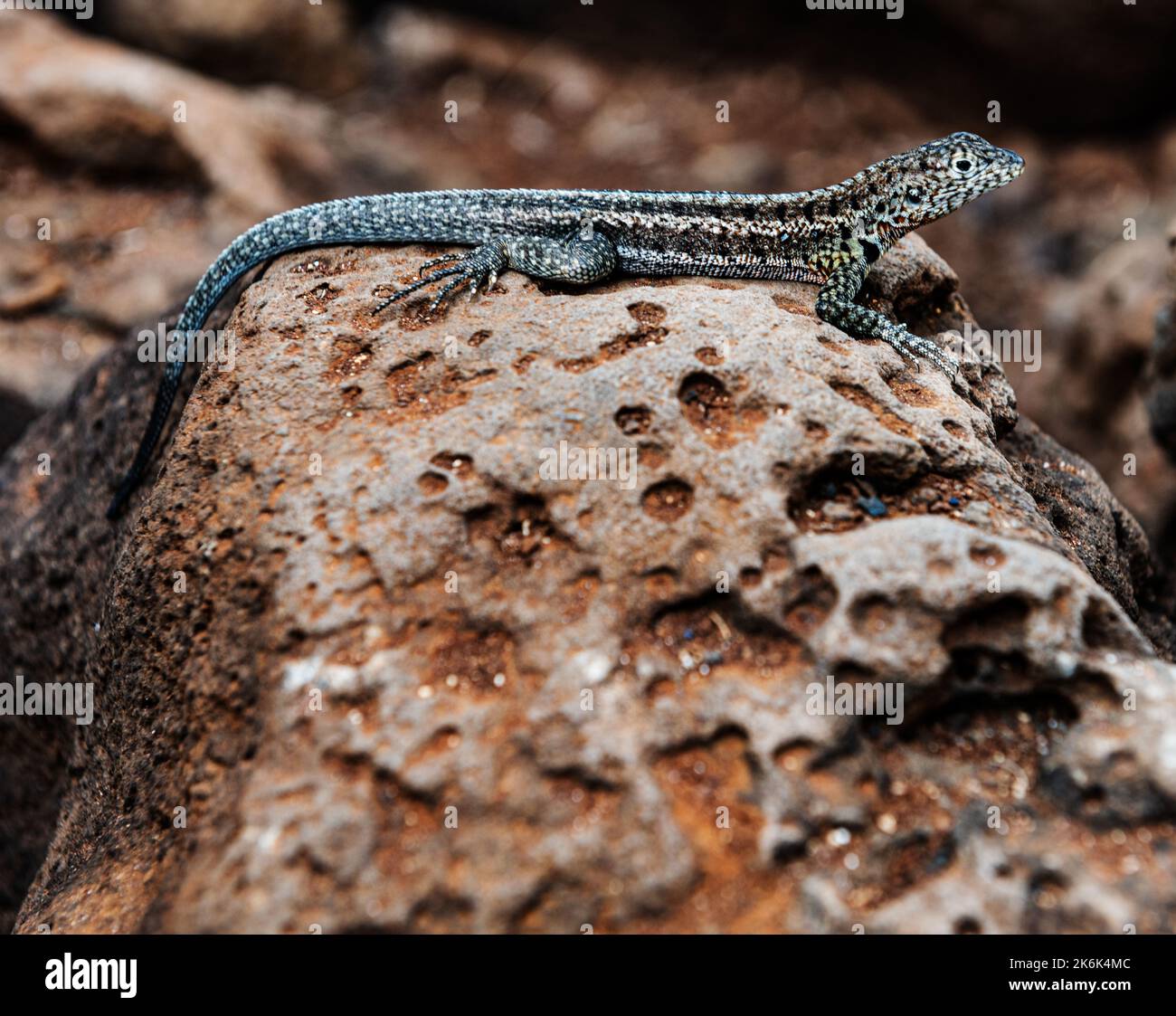Galapagos lava lizard on North Seymour island, Galapagos islands ...