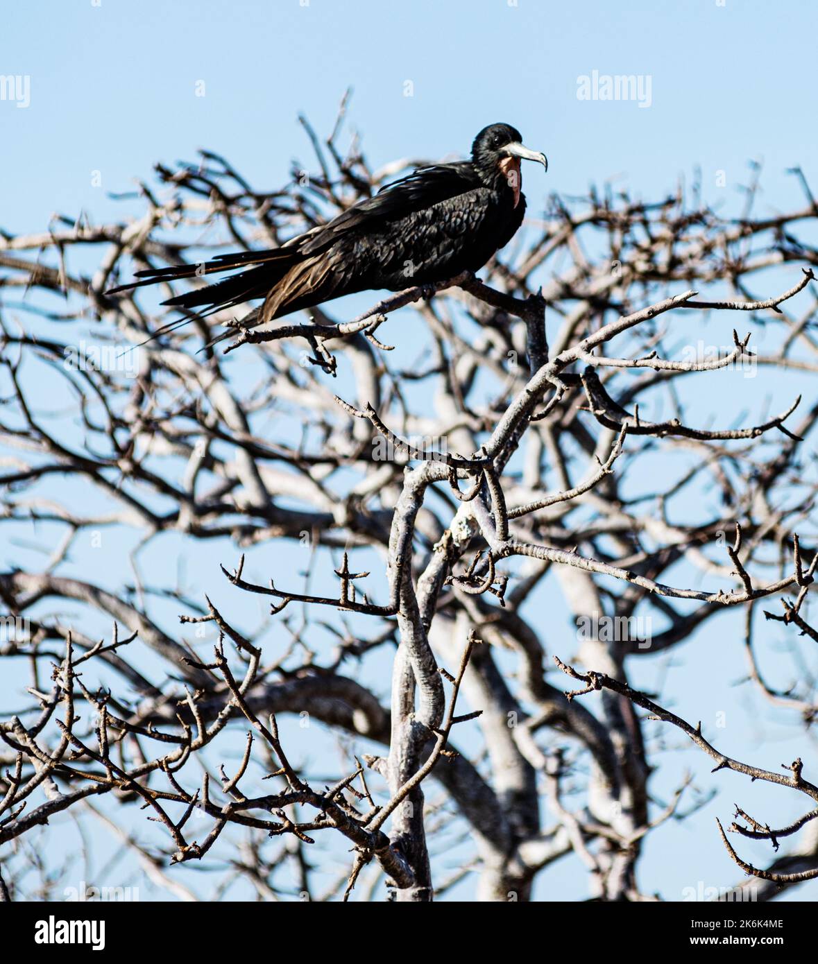 Frigate bird on north hi-res stock photography and images - Alamy