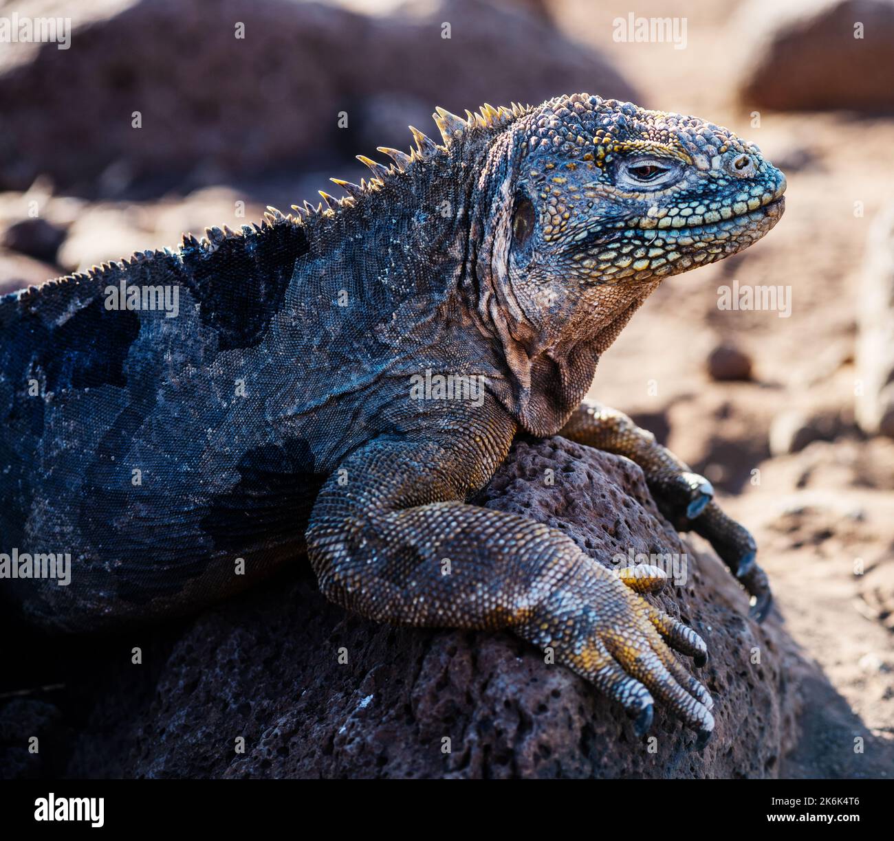 Land Iguana on North Seymour Island, Galapagos islands, Ecuador, South ...