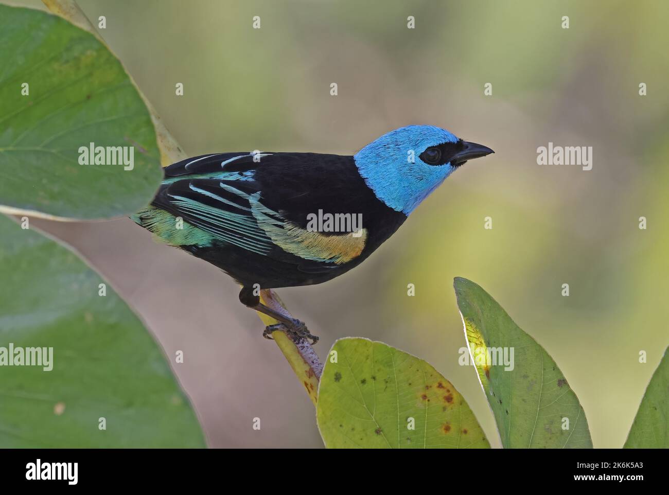 Blue-necked Tanager (Tangara cyanicollis melanogaster) adult perched on ...