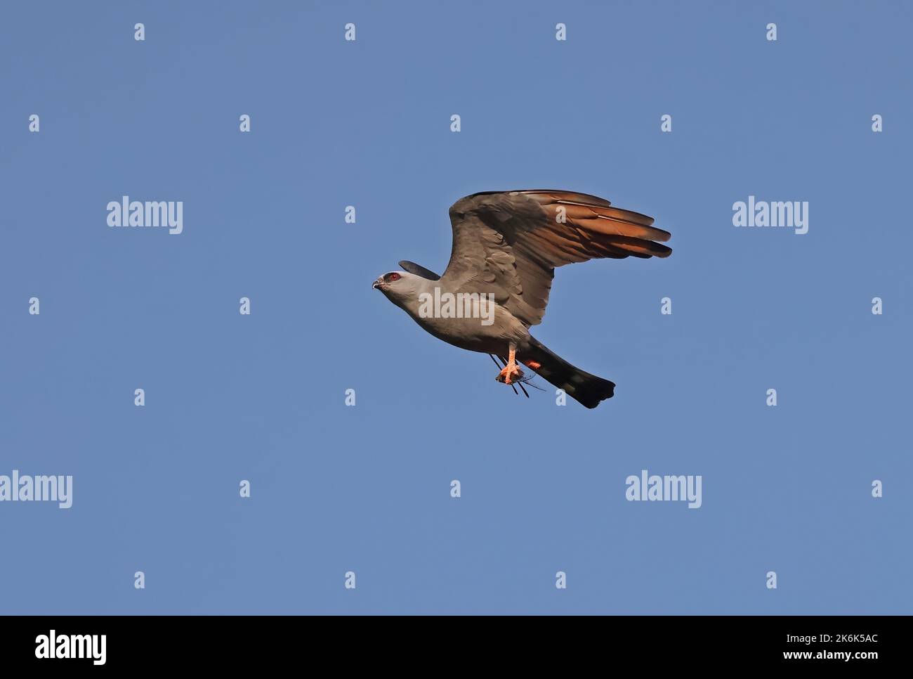 Plumbeous Kite (Ictinia plumbea) adult in flight with cicada in talon ...