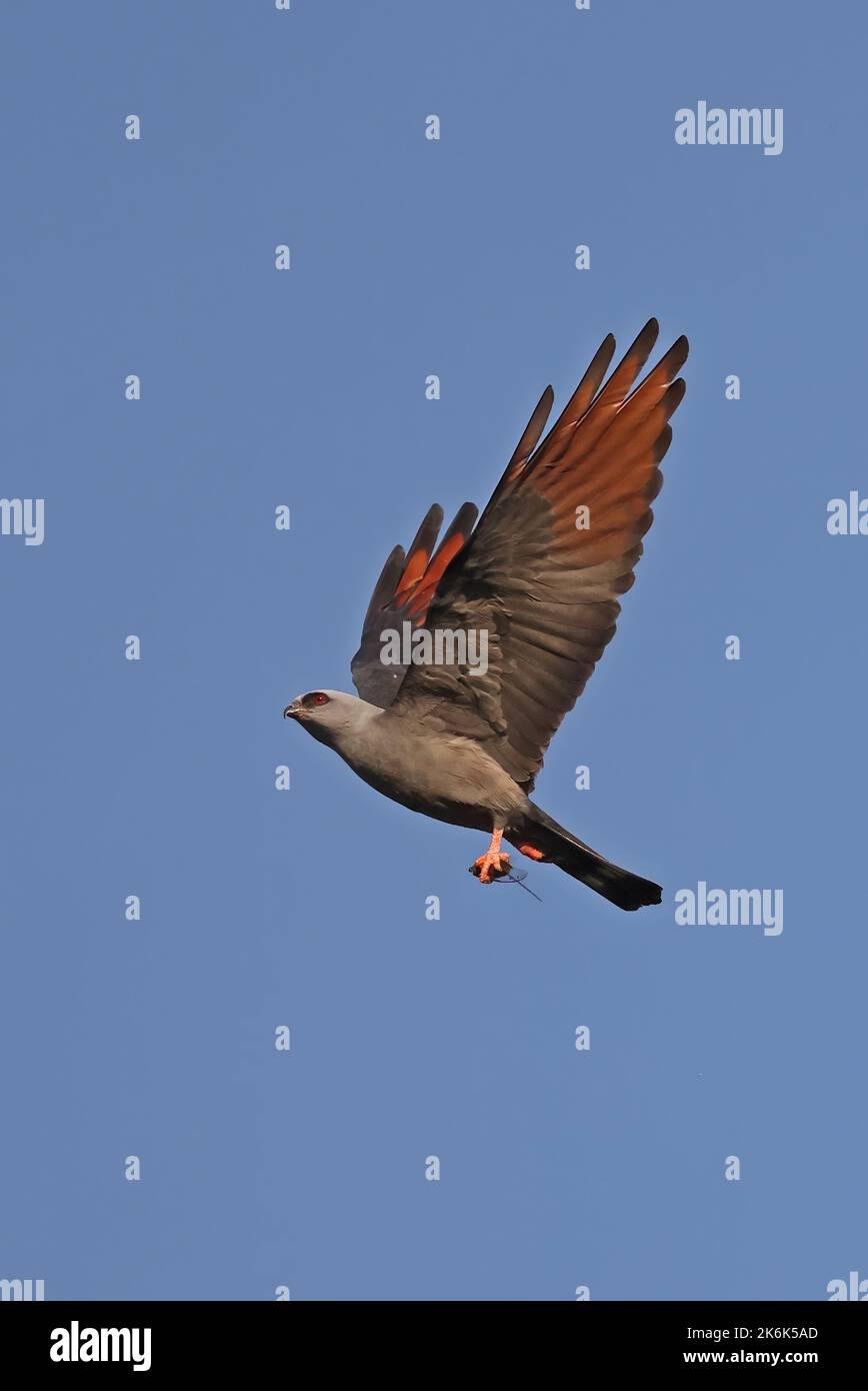 Brazil kite flying hi-res stock photography and images - Alamy