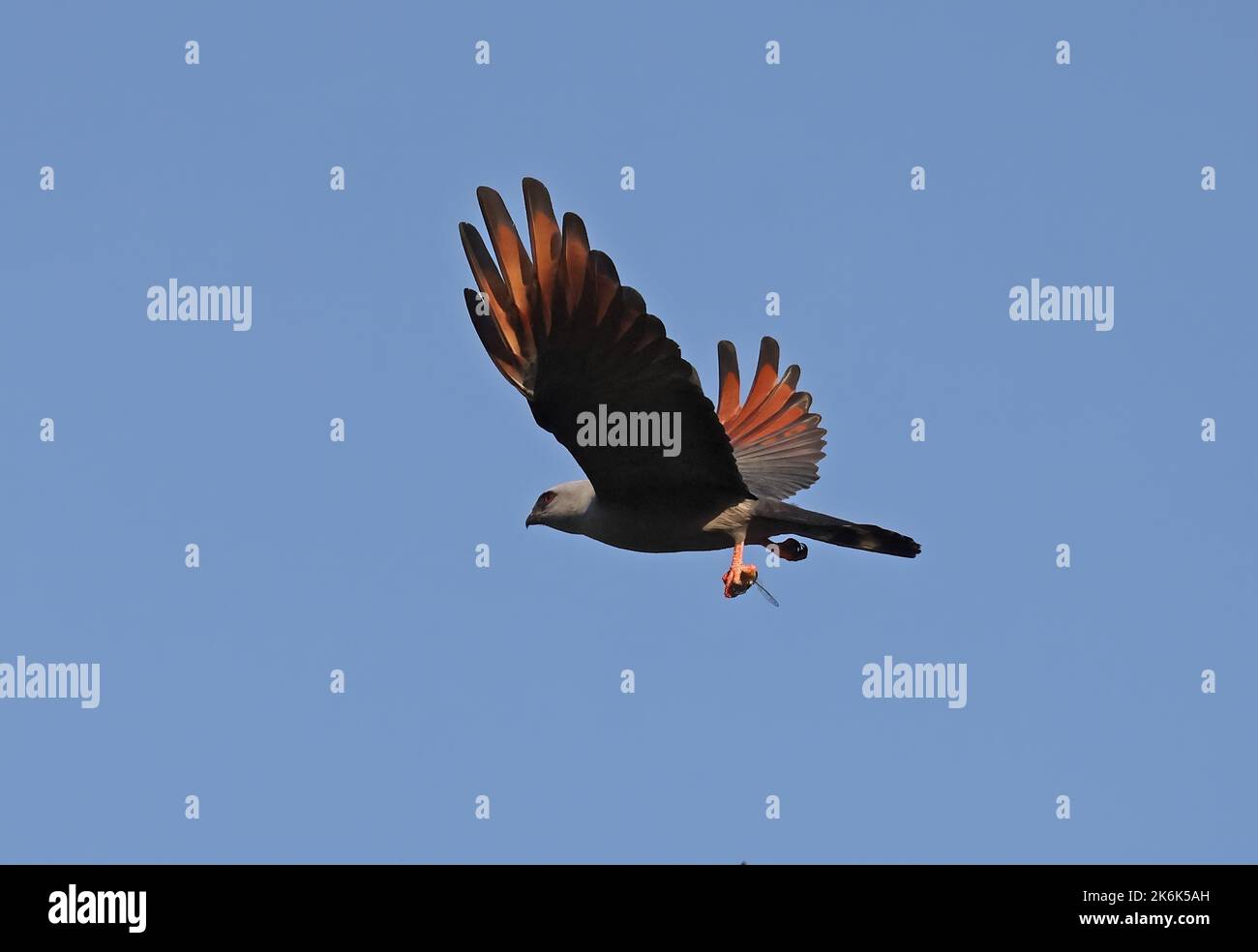 Plumbeous Kite (Ictinia plumbea) adult in flight with cicada in talon ...