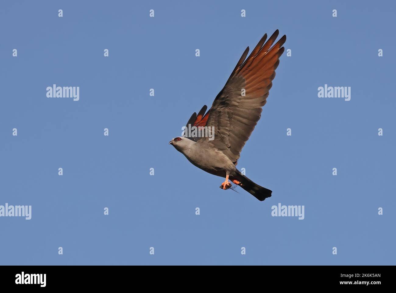 Brazil kite flying hi-res stock photography and images - Alamy