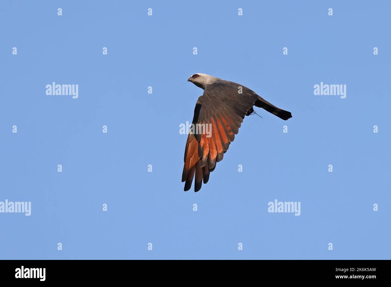 Plumbeous Kite (Ictinia plumbea) adult in flight with cicada in talon ...