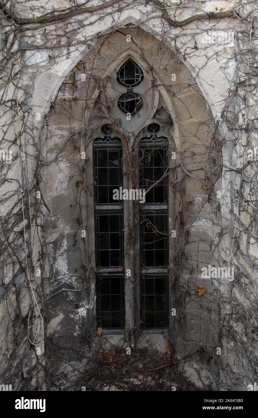 Detail of a Gothic window covered with branches Stock Photo - Alamy