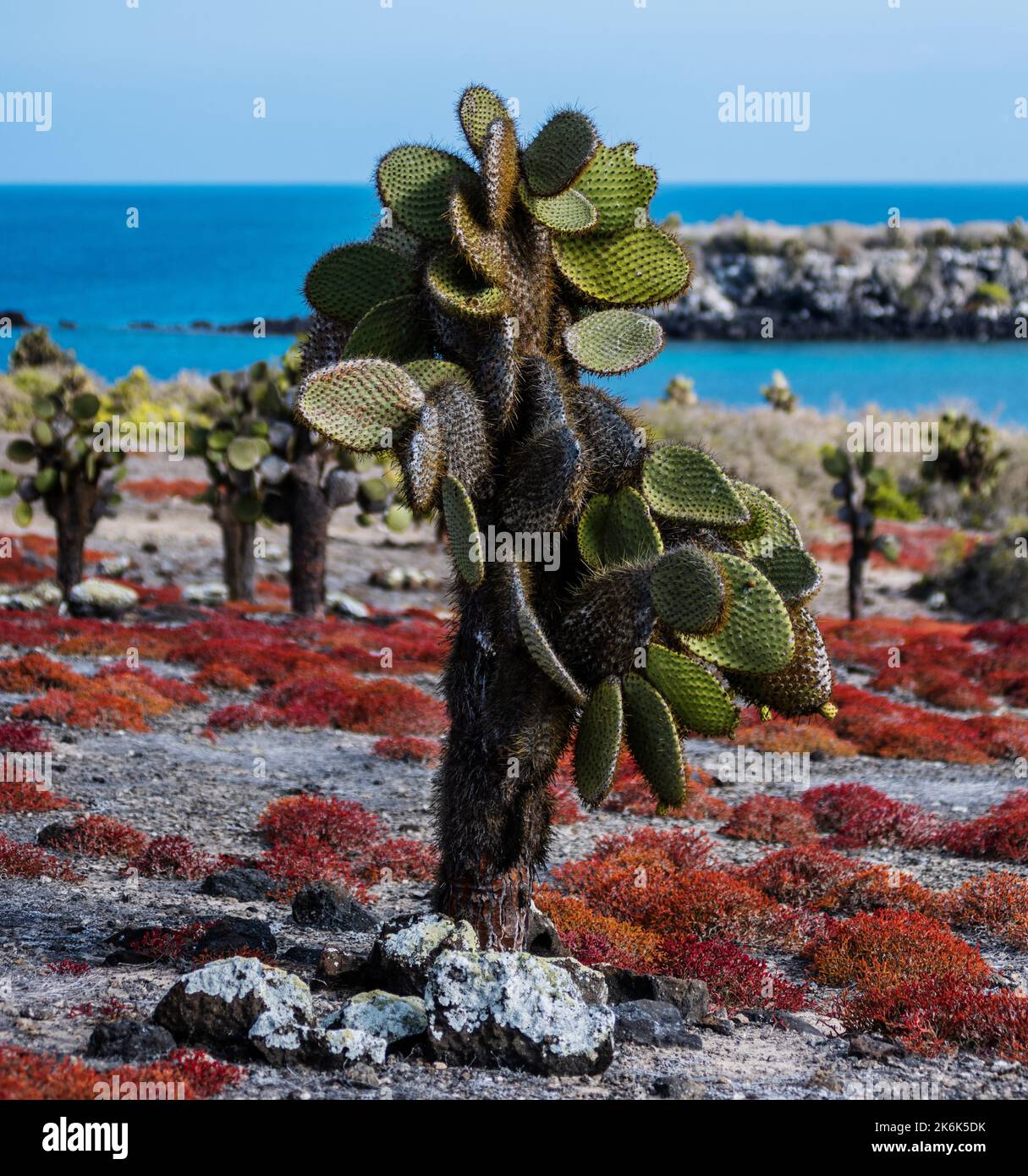 Prickly Pear Cactus trees, Opuntia echios, on Plaza island, Galapagos ...