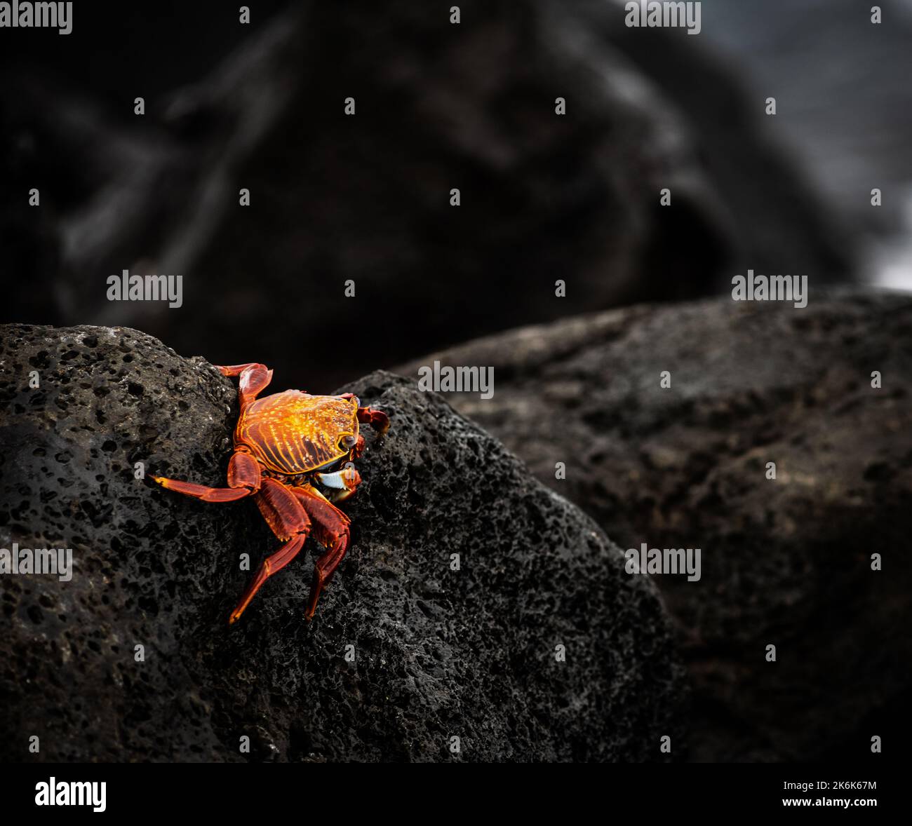 Sally lightfoot crabs on San Cristobal Island, Galapagos islands ...