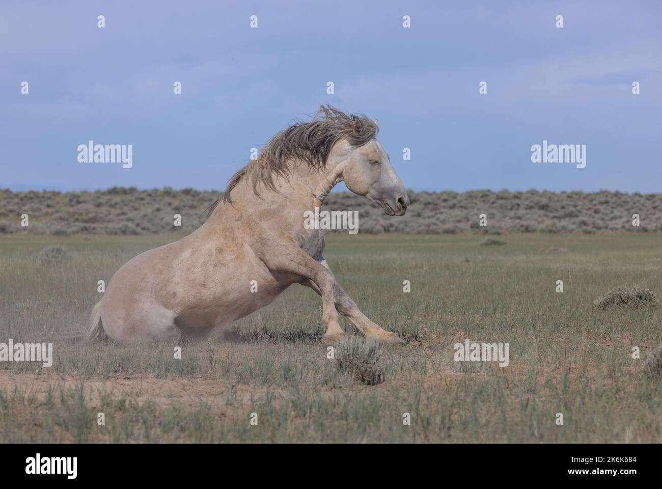 Wild Horse in Summer in the Wyoming Desert Stock Photo - Alamy