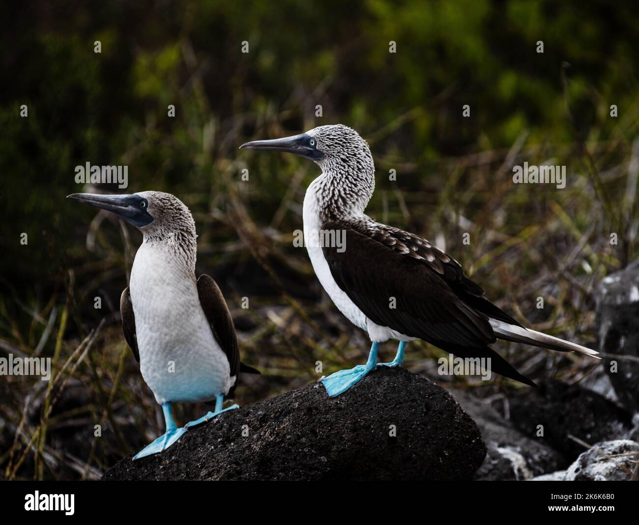 Blue footed boobies on San Cristobal Island, Galapagos Islands ...