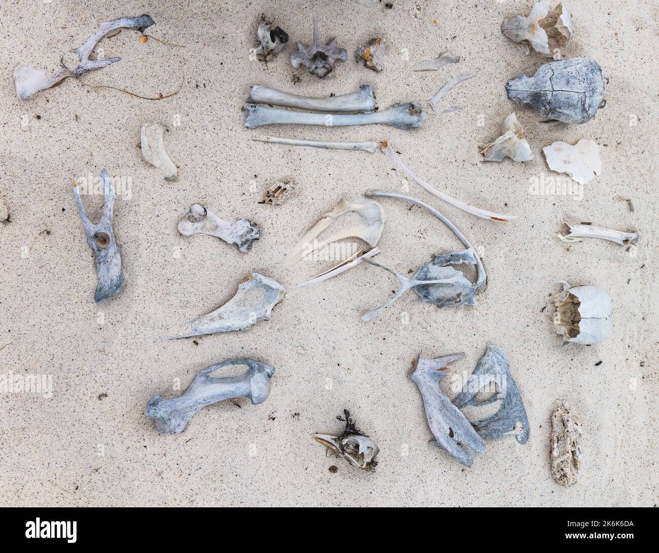 Dried animal bones on Espanola Island, Galapagos islands, Ecuador ...