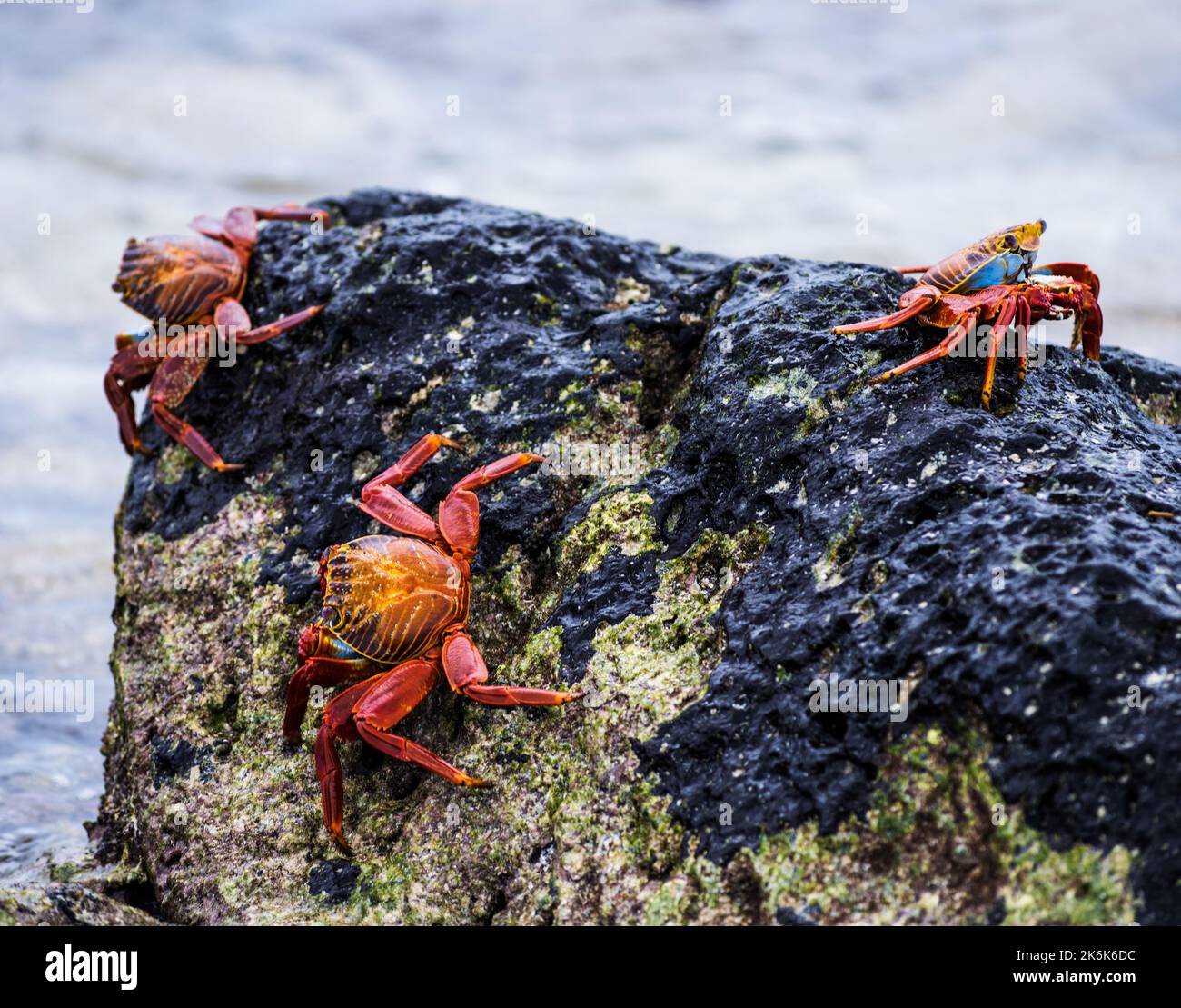Sally lightfoot crabs on Espanola Island, Galapagos islands, Ecuador ...