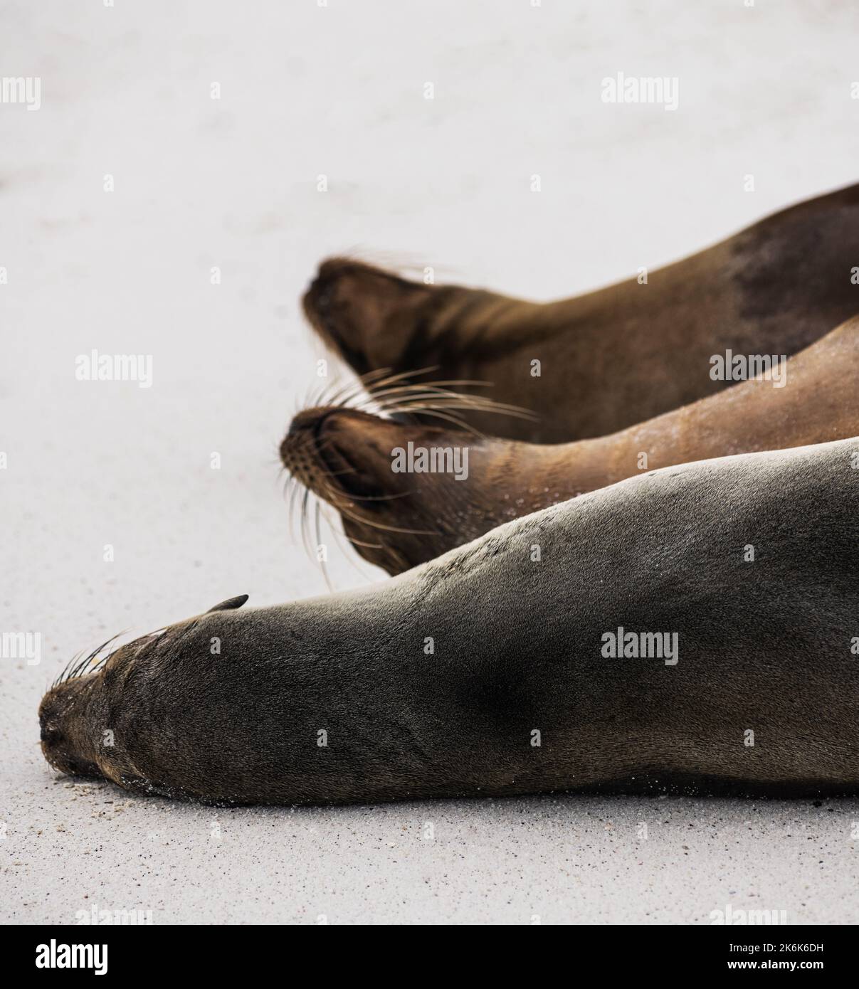 Sea Lions on the beach on Espanola Island, Galapagos islands, Ecuador ...