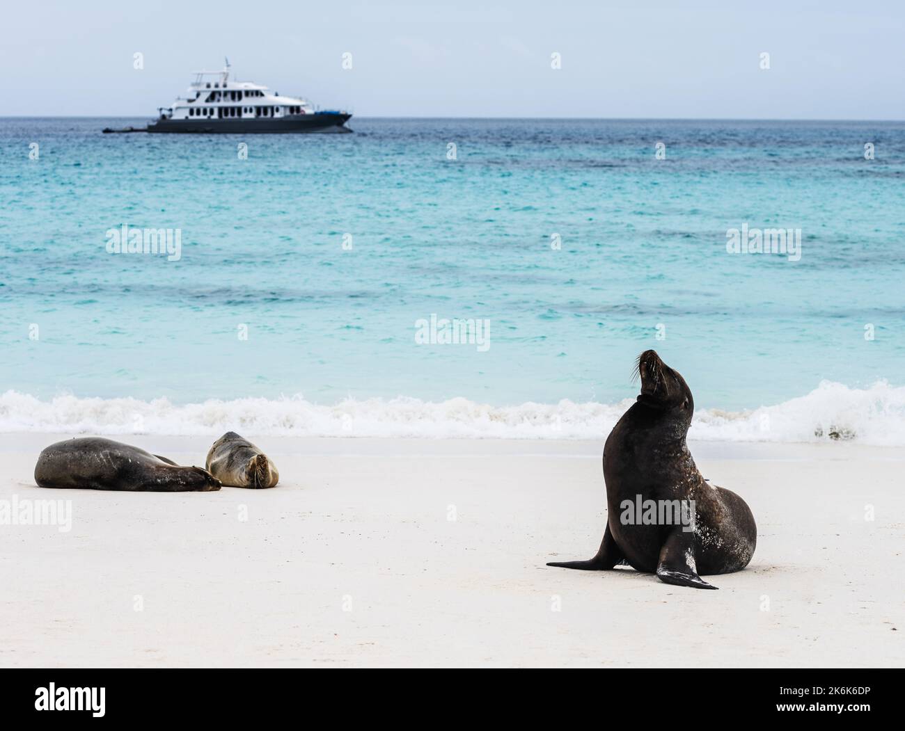 Sea Lion on the beach on Espanola Island, Galapagos islands, Ecuador ...