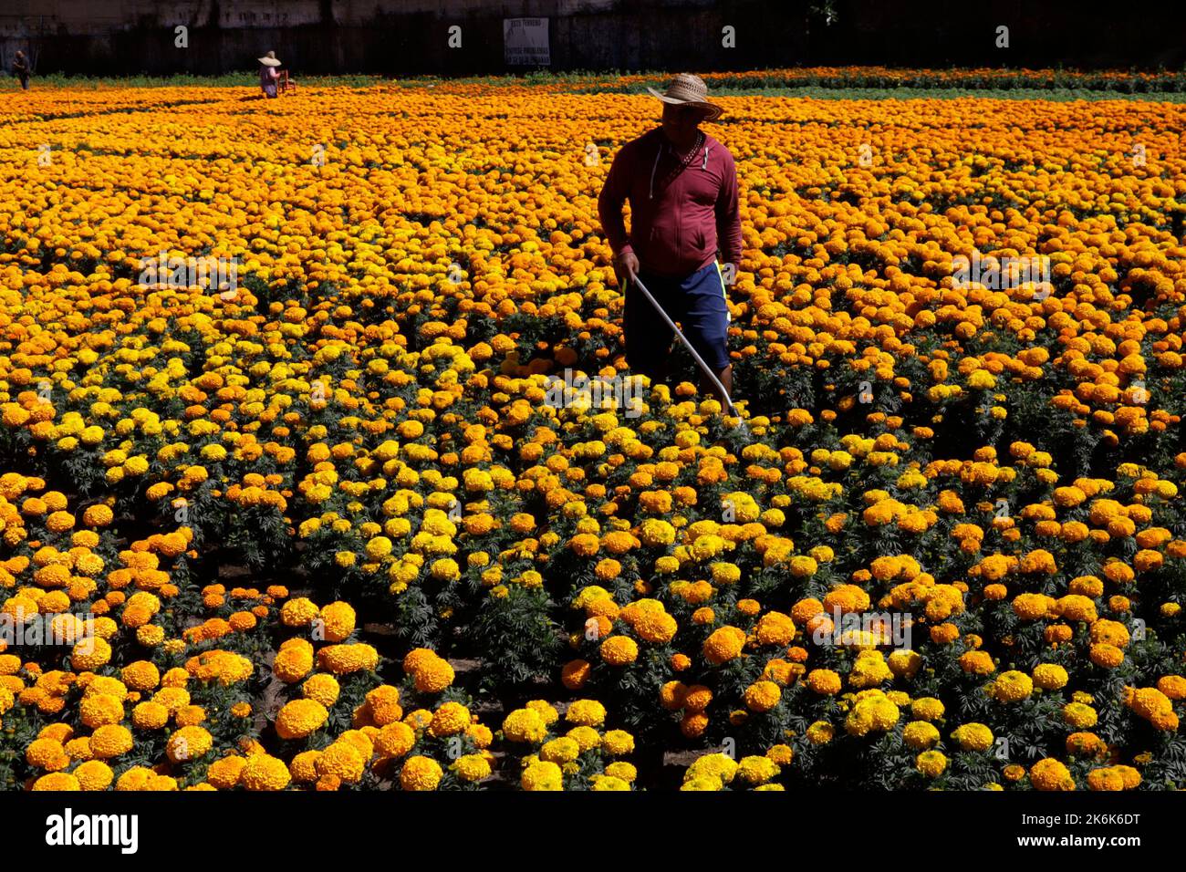 Mexico City, Mexico. 13th Oct, 2022. Flower growers during the harvest ...