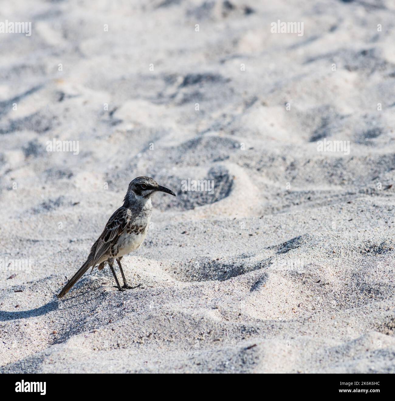 Hood Mockingbird on Espanola Island, Galapagos Islands, Ecuador, South ...