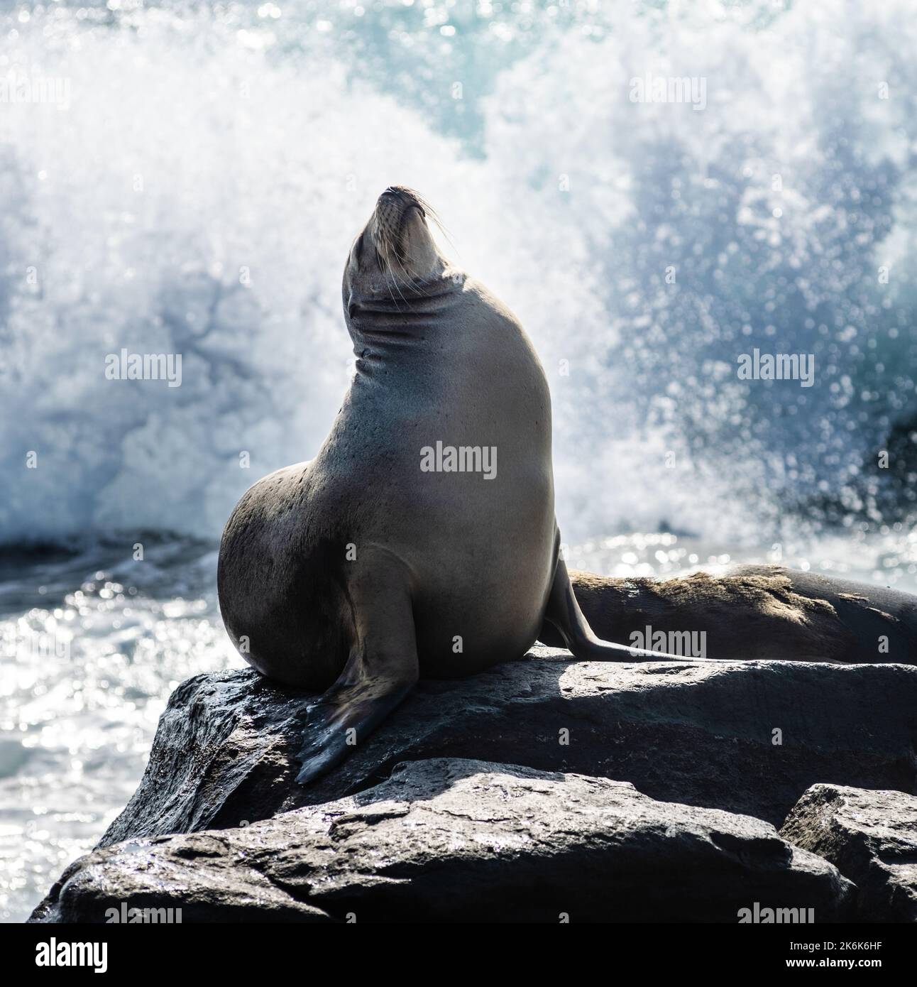 Sea Lion with waves crashing in the background on Espanola Island ...