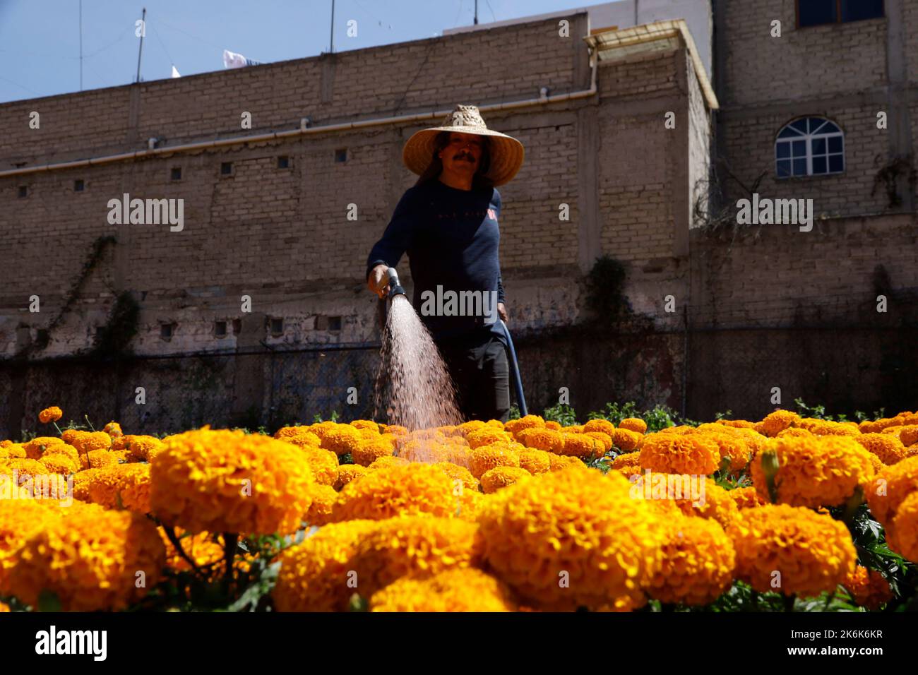 Mexico City, Mexico. 13th Oct, 2022. Flower growers during the harvest ...