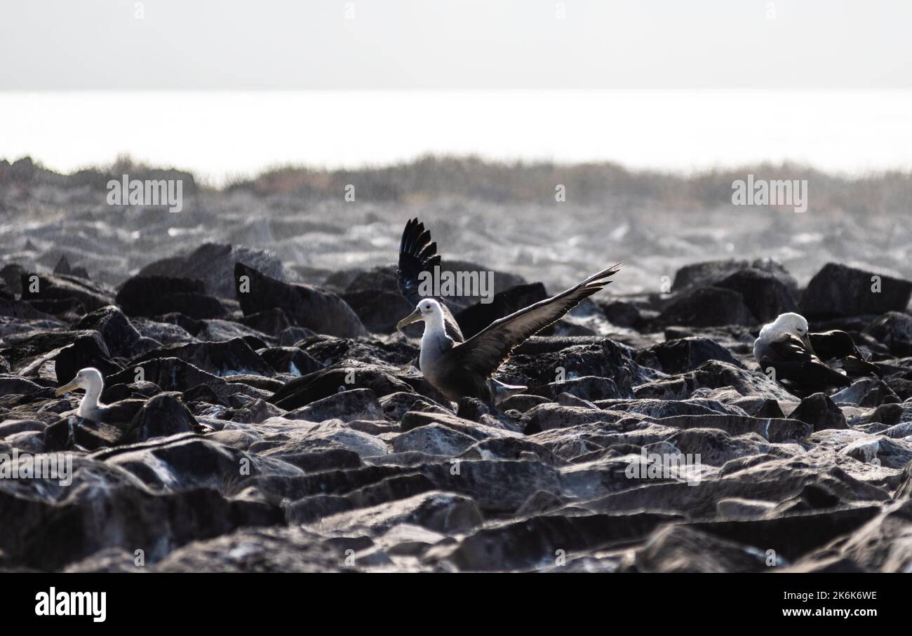Albatross birds on Espanola Island, Galapagos islands, Ecuador, South ...