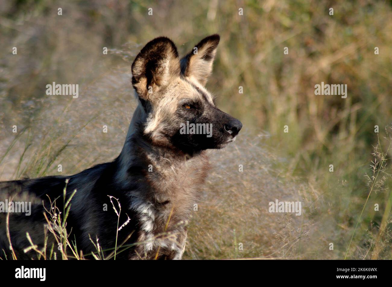 Botswana: Wilddogs are dangerous hunters and killers in the Kalahari ...