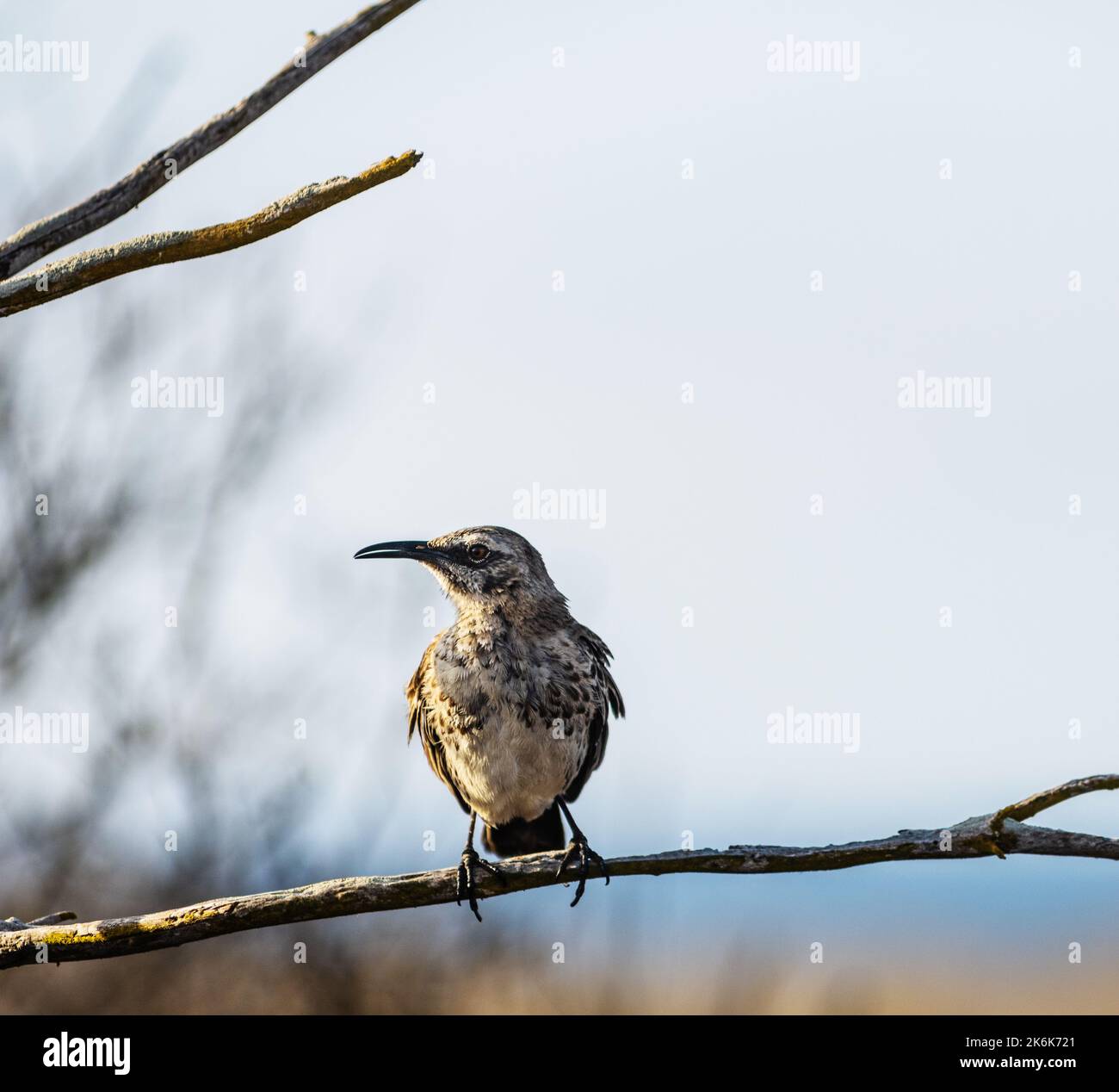 Hood Mockingbird on Espanola Island, Galapagos Islands, Ecuador, South ...